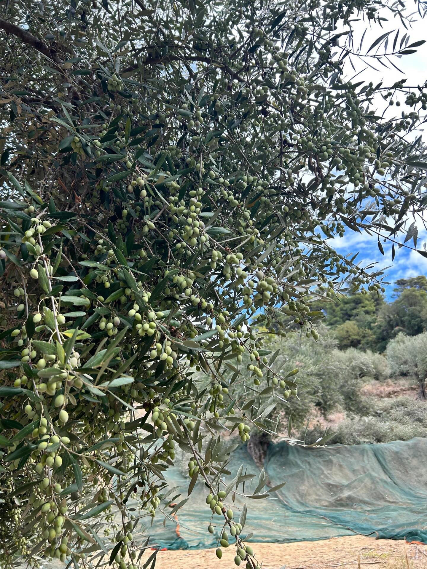 World Olive Tree Day, A Celebration of Heritage, Healing & the Oil ...