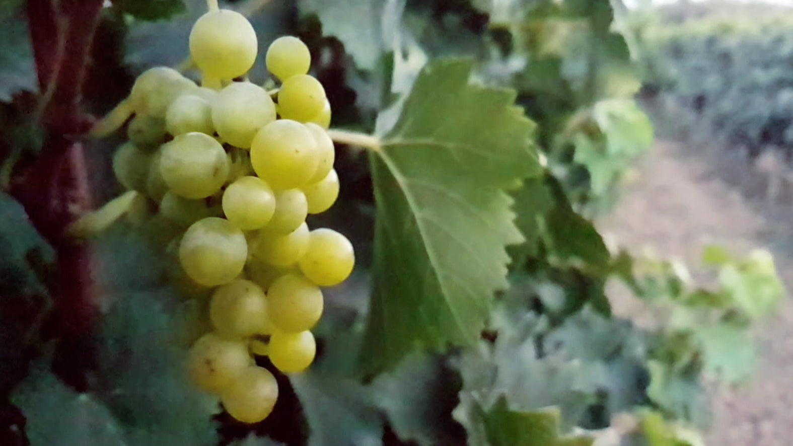 Muscat of Patras Sweet White Wine 375ML – The Greek Providore